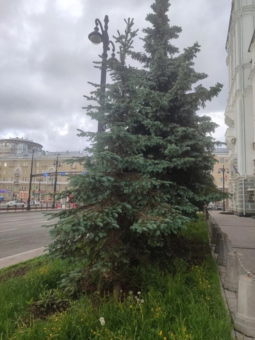 Деревья лечат с помощью стволовых инъекций в Перми | Sobaka.ru